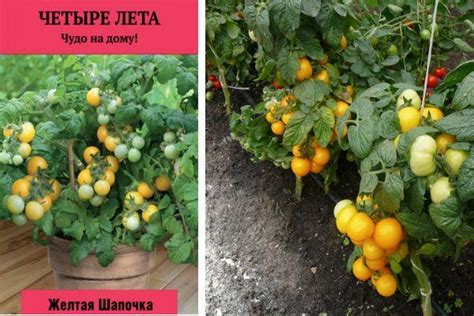 Томат Желтая шапочка: характеристика и описание гибридного сорта с фото