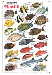 Fish Identification Guides Reef Fish Identificationguidesslates And