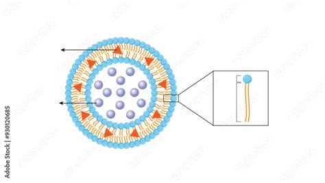 Liposome With Hydrophilic And Hydrophobic Loads Phospholipid