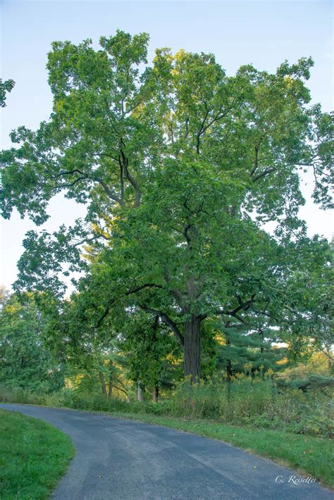 Distinctive Shagbark Hickory Is The January Tree Of The Month Natural