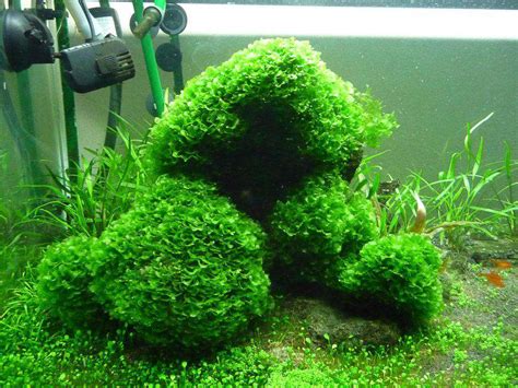 Subwassertang For Sale Australia Easy Floating Plant Micro Aquatic Shop