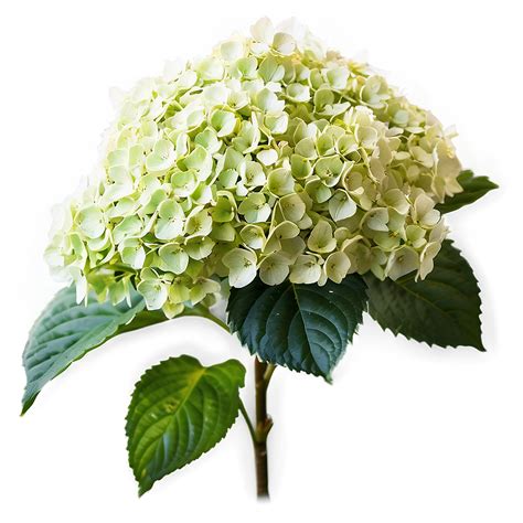 Download Hydrangea Shrub Png 73
