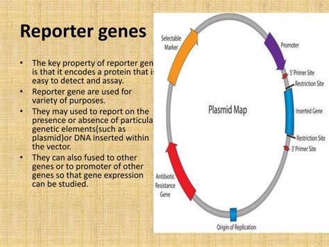 Reporter Gene And Gene Fusions Tybsc