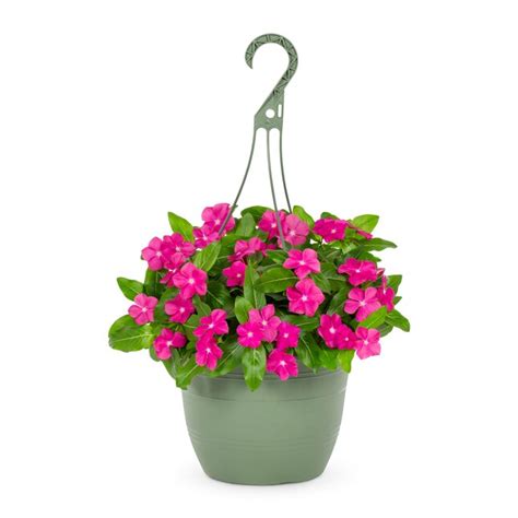 Lowes Multicolor Trailing Vinca In 1 5 Gallons Hanging Basket At
