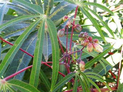 Cassava Varieties Agsight