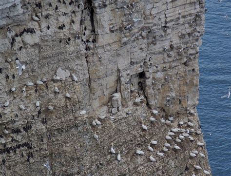 The Geology And Birds Of Flamborough Head Paul Hildreth Miscellaneous News Kenilworth