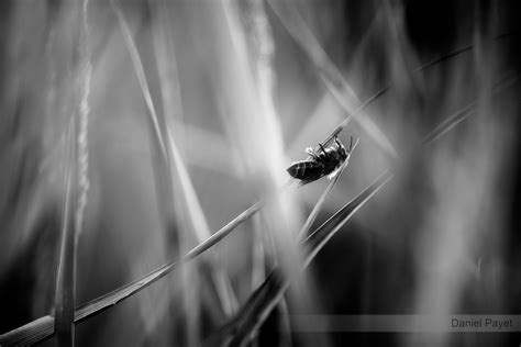 Daniel Payet Photographie Artiste Peintre Photographe Dart