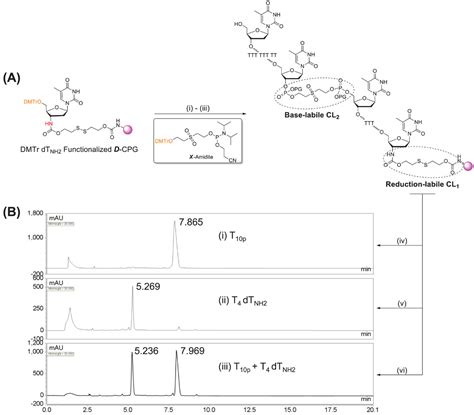 A Versatile Disulfide‐containing Solid‐support Strategy For 3′‐modifiers In Oligonucleotides