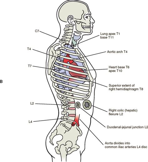 Spine Anatomy Landmarks