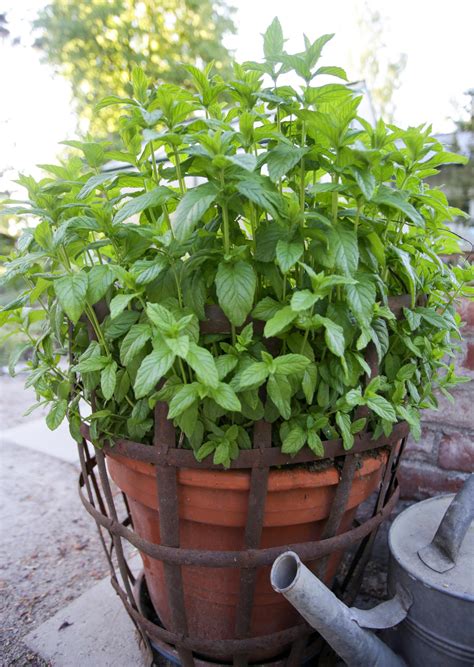 Mint Growing Care And Propagation Kotona Living