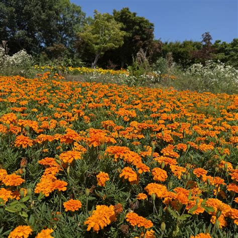 강진군청 전남 강진군 고려청자박물관에서 오는 6월 11일 개막식을 시작으로 9월 8일까지 ‘도자기에 핀 꽃 상감청자를 주제로 국보순회전 모두의 곁으로 Museum