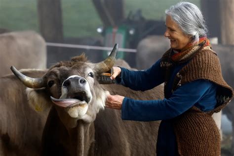Los Cuernos Si Importan En Suiza Infobae
