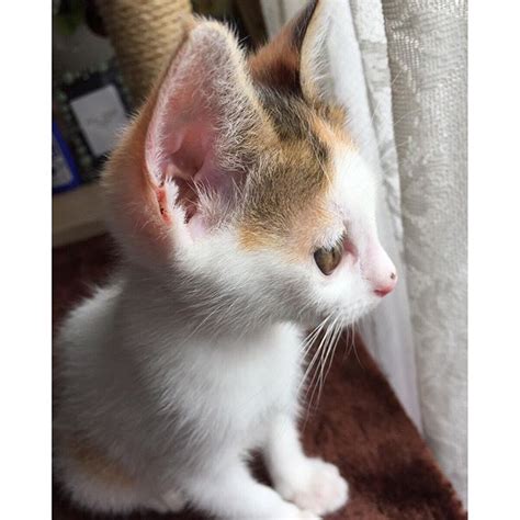 横顔美人 子猫 ねこのいる暮らし 猫バカ 猫部 CAT ねこ catsagram 三毛猫 ネコ にゃんすたぐらむ うらたん 子猫 ねこ 猫