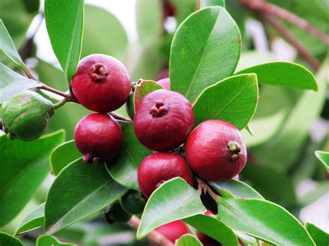 Guava Description Cultivation And Related Species Britannica