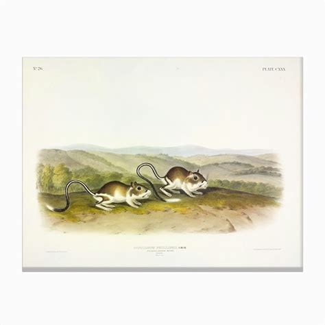 Pouched Jerboa Mouse John James Audubon Canvas Print By Fy Classic