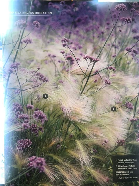 Mexican Feather Grass Artofit