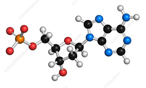 Deoxyadenosine Monophosphate Molecule Stock Image F010 6791 Science Photo Library