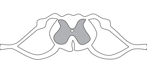 Download The Nervous System Spinal Cord Movement Royalty Free Vector