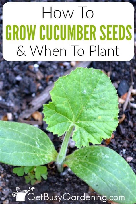 How To Plant Grow Cucumber Seeds Complete Step By Step Guide Artofit