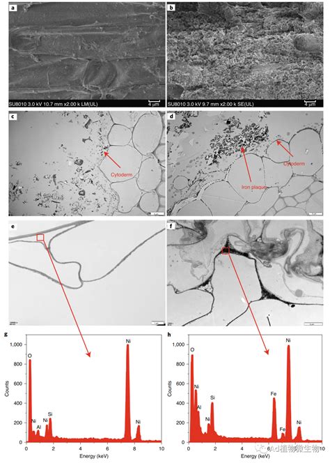 Nature Nanotechnology：纳米材料促进根际微生物修复污染土壤 Csdn博客