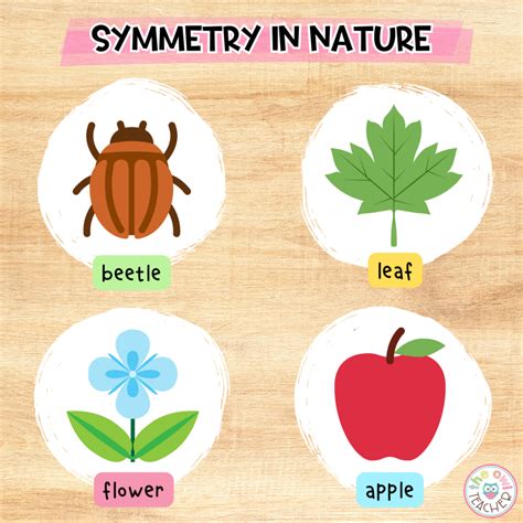 Examples Of Symmetry In Nature