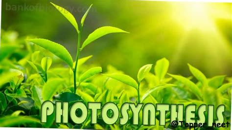 Photosynthesispdf