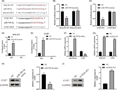 Malat1 Positively Regulates Ccr7 Through Mir‐590‐5p A The Binding Download Scientific