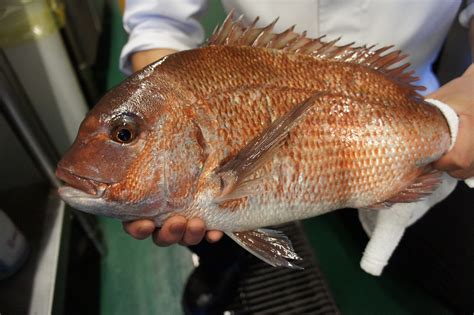 秋の魚を堪能！！ 道後 魚武