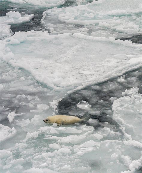 Harp Seal Habitat Climate