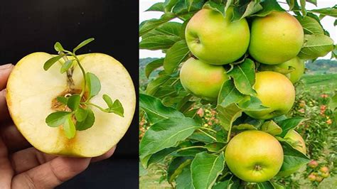 How To Grow Apple Tree From Seed At Home Easy Method Apple Tree
