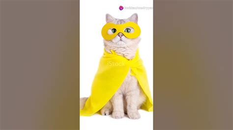 Sipderman The Web Slinging Hero You Didnt Expect Funnyanimation Youtube