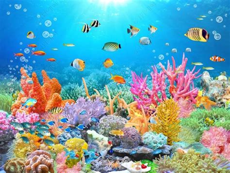 Coral Reef Screensavers Wallpaper Vibrant Ocean Life 4k Live