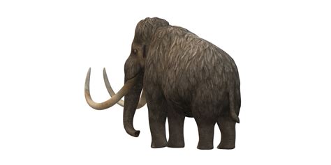 Woolly Mammoth Isolated On A Transparent Background 24064122 PNG