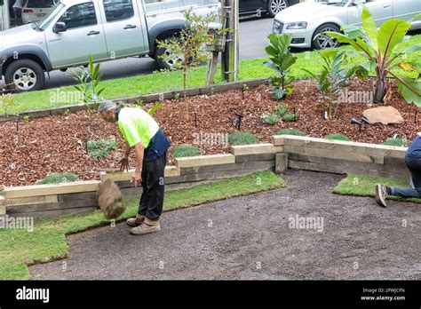 Landscaper Laying Tif Tuf Bermuda Grass Lawn Sods At A Domestic Home In