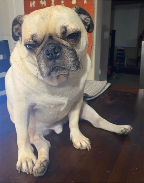 My Son Gave Me This Picture Of My Pugs Heads On These Bodies Rpugs