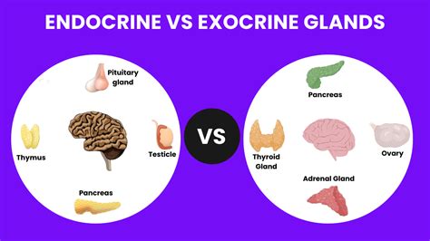 Endocrine Vs Exocrine Glands Key Differences In Hormone Production