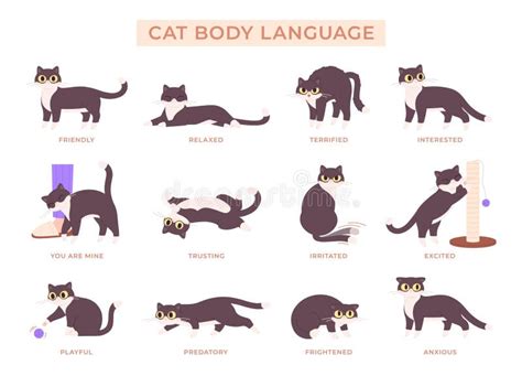 Cat Language Poster Various Kitten Poses Pet Play Relaxed Anxious