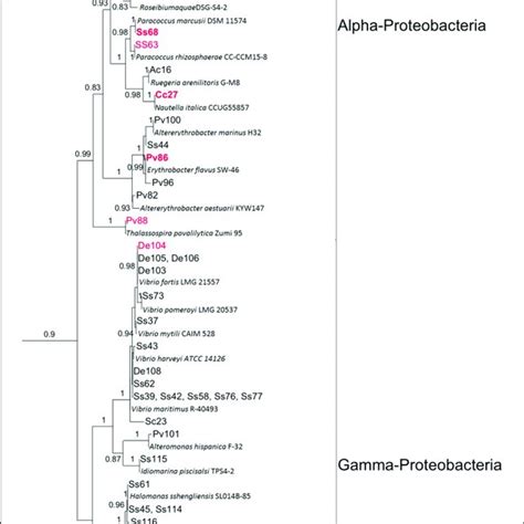 Detailed View On Proteobacteria Sub Tree From The Maximum Likelihood
