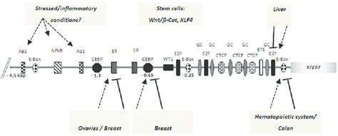 Putative And Bona Fide Cis‐regulatory Elements Of Human Telomerase