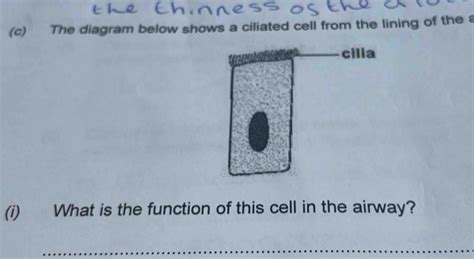 Solved The Diagram Below Shows A Ciliated Cell From The Lining Of The