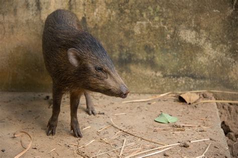 生き物絶滅と考えられた世界最小のイノシシ野生で回復中 うさつのニュース