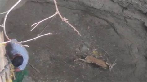 Bhopal News परवलिया सड़क के पास सूखे कुएं में गिरा काला हिरण