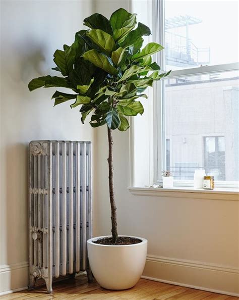 Indoor Fig Tree Fruit