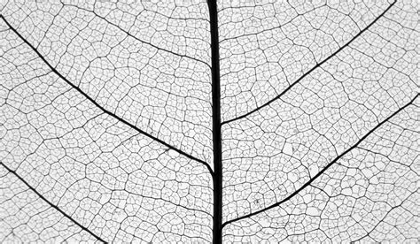 Panarchy The Adaptive Cycle And Resilience — Panarchic Codex®