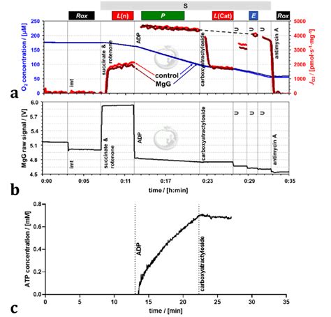 Simultaneous Measurement Of Respiration And Atp Production By Download Scientific Diagram