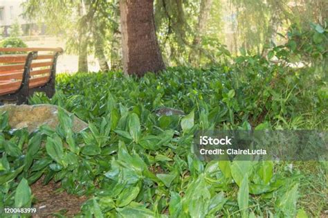 물 방울 레크리에이션 나무와 다양한 식물에 대한 공원에서 벤치 물 방울 후 화단에 계곡의 녹색 백합의 많은 식물 0명에 대한 스톡 사진 및 기타 이미지 Istock