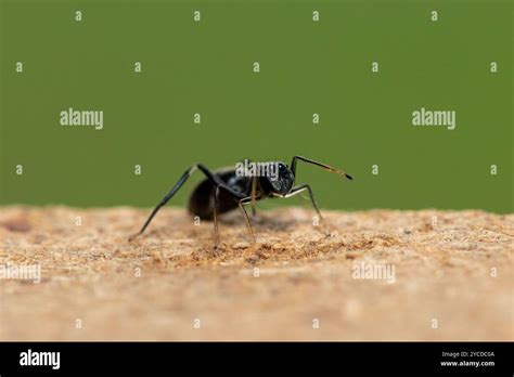 An Ant Mimicking Jumping Spider Myrmarachne Sp Also Known As An Ant Like Jumping Spider Stock