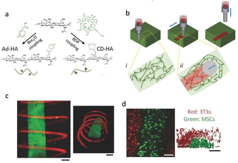 A Conjugation Of Adamantane Ad Guest And β Cyclodextrin Cd Host Download Scientific