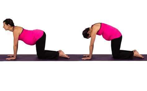 Yoga For Pregnancy Cat Pose And Cat Cow