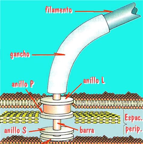 Biología1 C201 Flagelo Procariótico